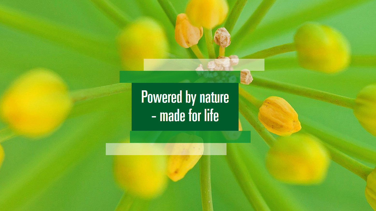 PURLINE organic flooring without PVC and softeners | wineo